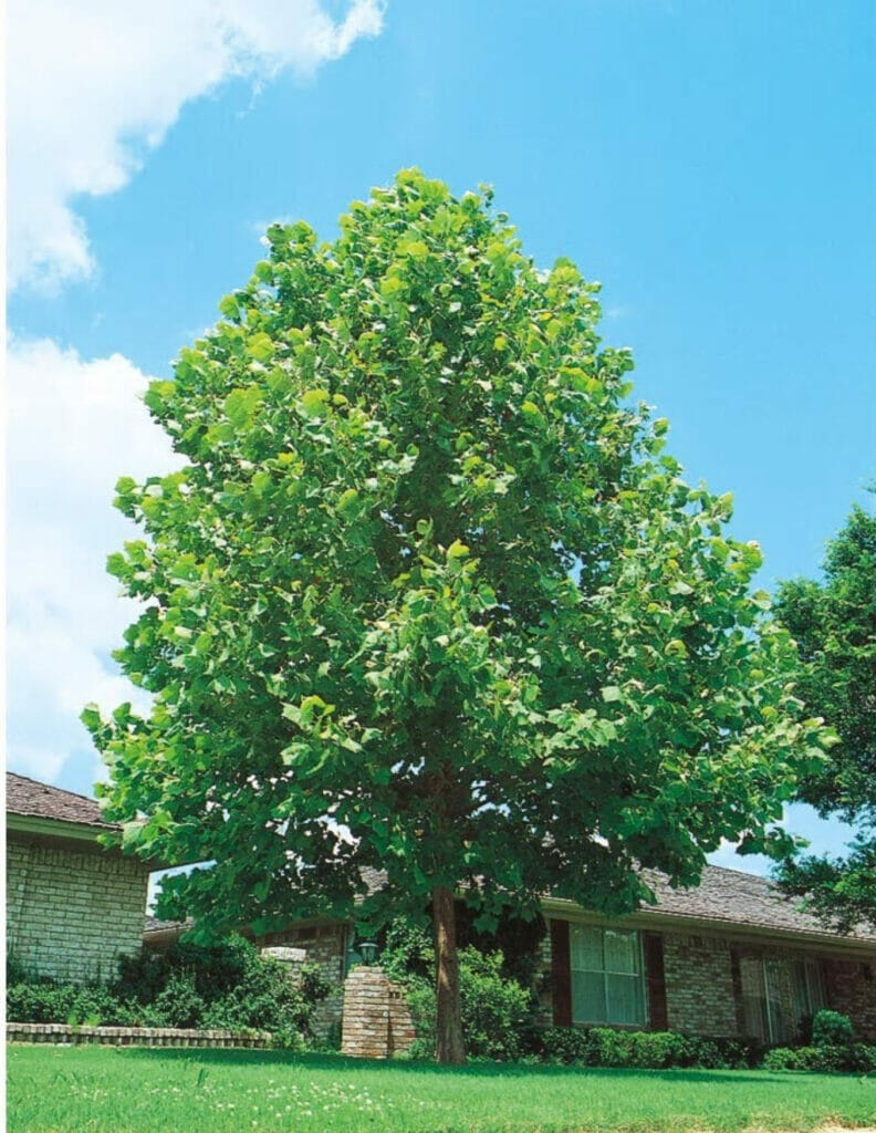Sycamore Tree 5gallon - Breaking Ground Farm & Nursery